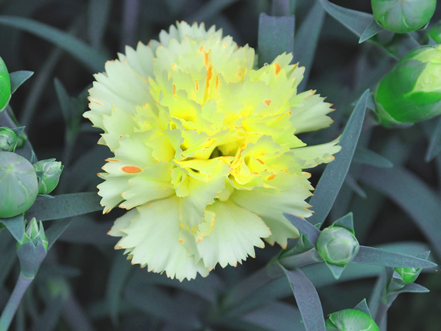 Linguaggio dei fiori - Giardinaggio.mobi