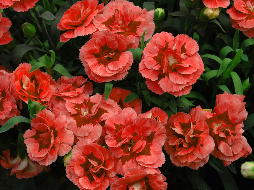 Linguaggio dei fiori - Giardinaggio.mobi