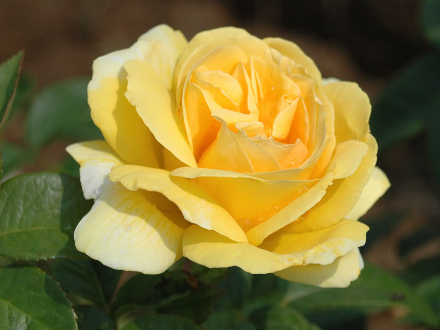 Linguaggio dei fiori - Giardinaggio.mobi